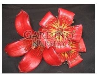 Bombax malabaricum – Red Kapok Tree (email for availability) – Gardino ...