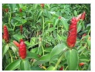 red button ginger benefits