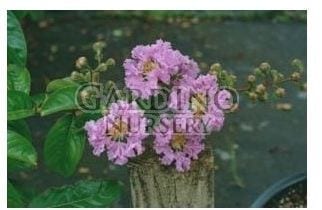 Lagerstroemia speciosa – Queen Crape Myrtle – ‘Pink Princess’ (on ...