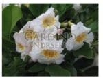Radermachera kunming – Dwarf Tree Jasmine (6″ pot) – Gardino Nursery