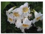 Radermachera kunming – Dwarf Tree Jasmine (6″ pot) – Gardino Nursery