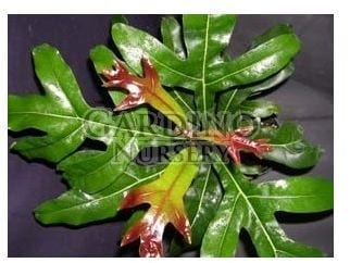 firewheel tree leaves