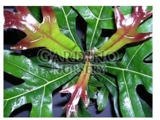 stenocarpus sinuatus problems