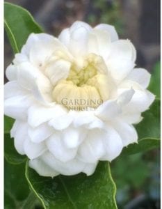 Jasminum sambac ‘Grand Duke Supreme’ (4″ pot) – Gardino Nursery