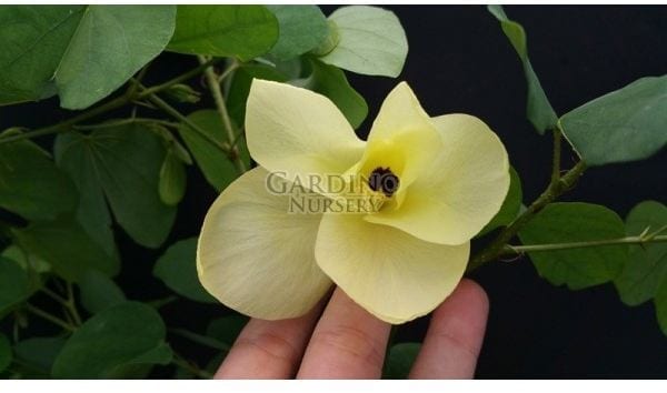 Bauhinia tomentosa – St. Thomas Tree – Yellow Bauhinia (Please, email ...