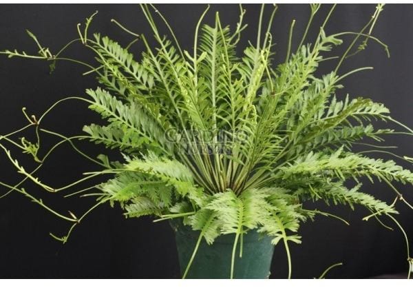 Asplenium x kenzoi – Bird’s Nest Fern (4″ pot) – Gardino Nursery