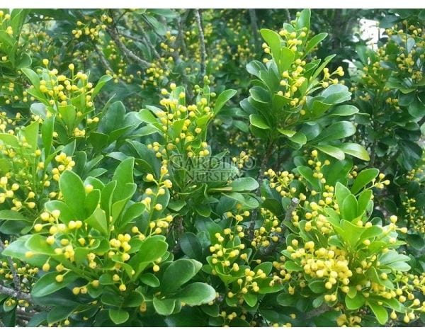 Aglaia odorata – Chinese Perfume Tree – Chinese Rice Flower (4″ pot ...