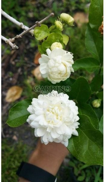 Jasminum sambac ‘Grand Duke Supreme’ (4″ pot) – Gardino Nursery