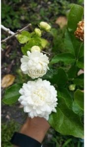 Jasminum sambac ‘Grand Duke Supreme’ (4″ pot) – Gardino Nursery