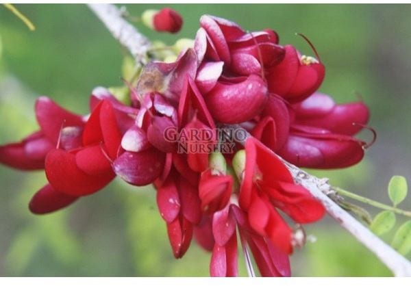 Poitea carinalis – Carib Wood – Gardino Nursery