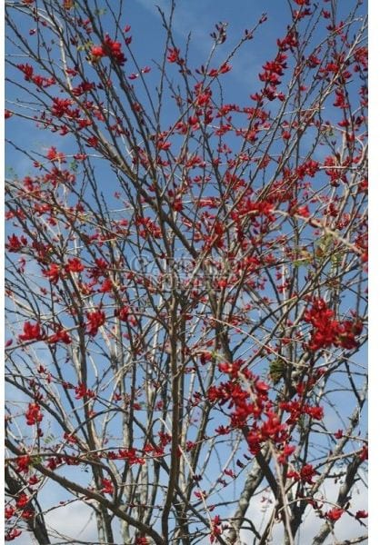 Poitea carinalis – Carib Wood – Gardino Nursery