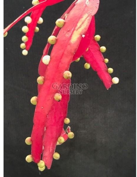 Kimnachia / Pseudorhipsalis ramulosa – Mistletoe Cactus, Red Rhipsalis ...