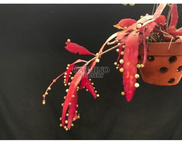 Kimnachia / Pseudorhipsalis ramulosa – Mistletoe Cactus, Red Rhipsalis ...