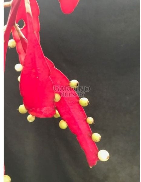Kimnachia / Pseudorhipsalis ramulosa – Mistletoe Cactus, Red Rhipsalis ...