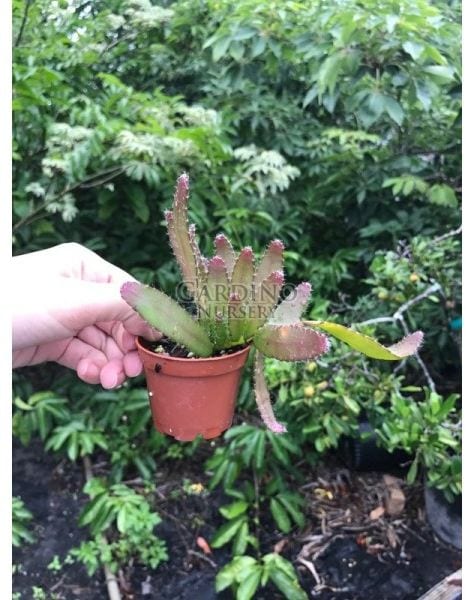 Kimnachia / Pseudorhipsalis ramulosa – Mistletoe Cactus, Red Rhipsalis ...