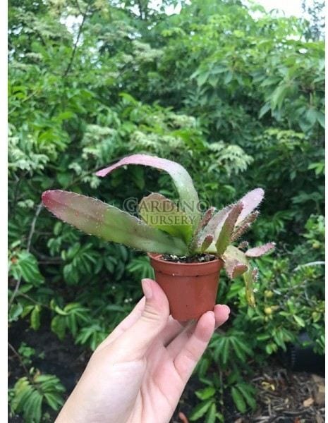 Kimnachia / Pseudorhipsalis ramulosa – Mistletoe Cactus, Red Rhipsalis ...