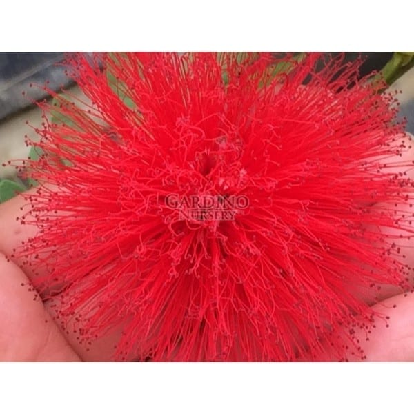 Calliandra haematocephala – Red Powder Puff (4″ pot) – Gardino Nursery