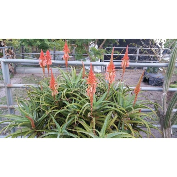Aloe arborescens – Candelabra Plant – Octopus Plant – Krantz Aloe ...