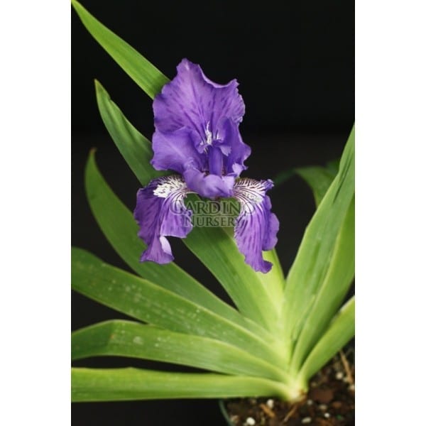 Iris tectorum – Japanese Roof Iris (4″ pot) – Gardino Nursery