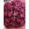 Hoya butleriana (2.5″ pot) – Gardino Nursery