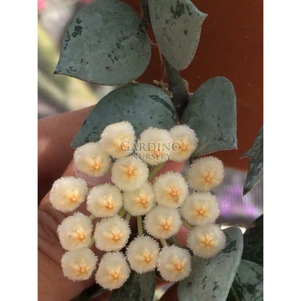 Hoyas – Page 4 – Gardino Nursery