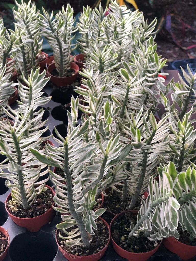 Pedilanthus ‘Nana Compacta’ – Dwarf Variegated Devil’s Backbone ...