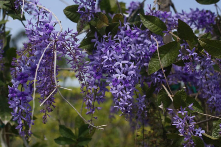 Petrea racemosa – Purple Queen’s Wreath – Sandpaper Vine (4″ pot ...
