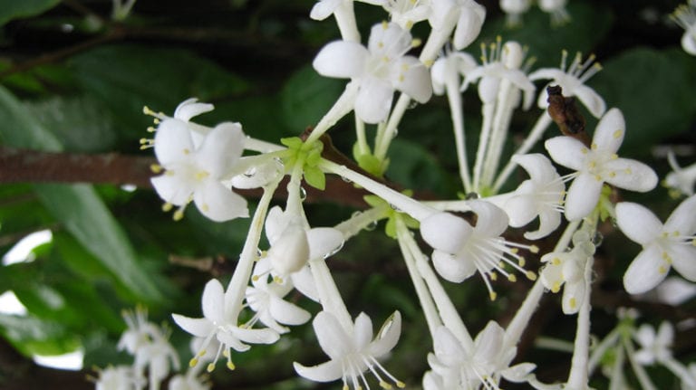 Phaleria clerodendron – Scented Daphne (6″ pot) (tall plants, send zip ...