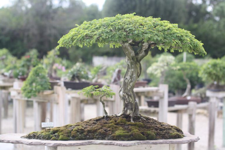 Chloroleucon tortum – Brazilian Rain Tree (6″ pot) (may ship pruned ...