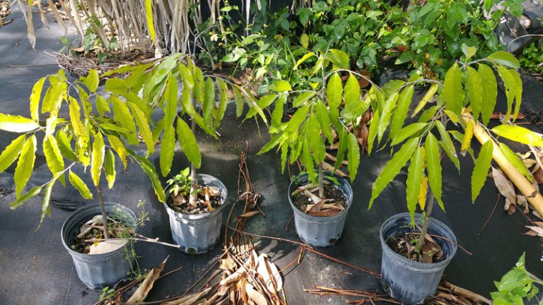 Polyalthia longifolia – False Ashoka Tree – Mast Tree (4″ pot ...