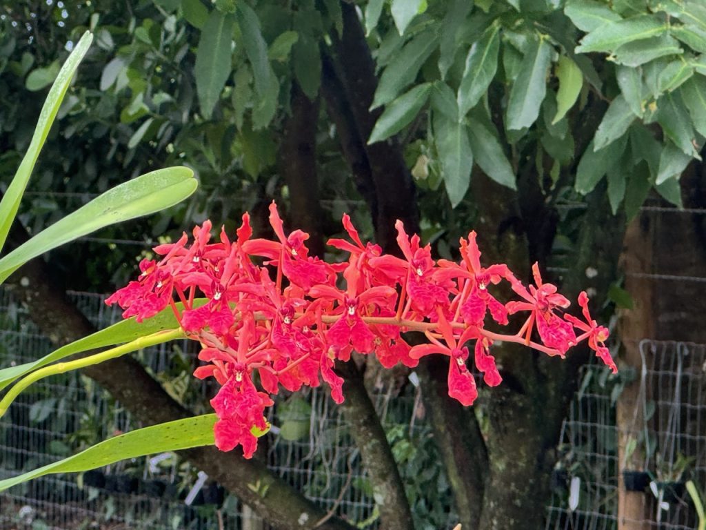 Renanthera storiei (6″ pot) – Gardino Nursery