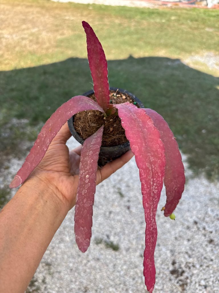 Kimnachia / Pseudorhipsalis ramulosa – Mistletoe Cactus, Red Rhipsalis ...