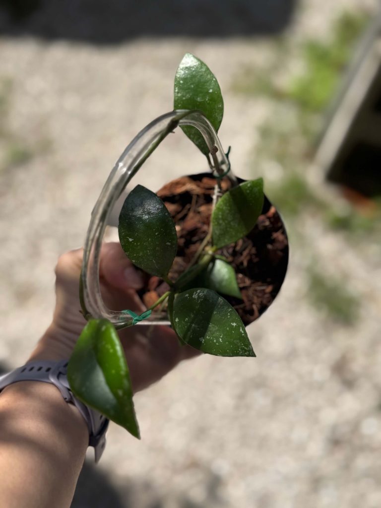 Hoya rundumensis (4″ pot) – Gardino Nursery