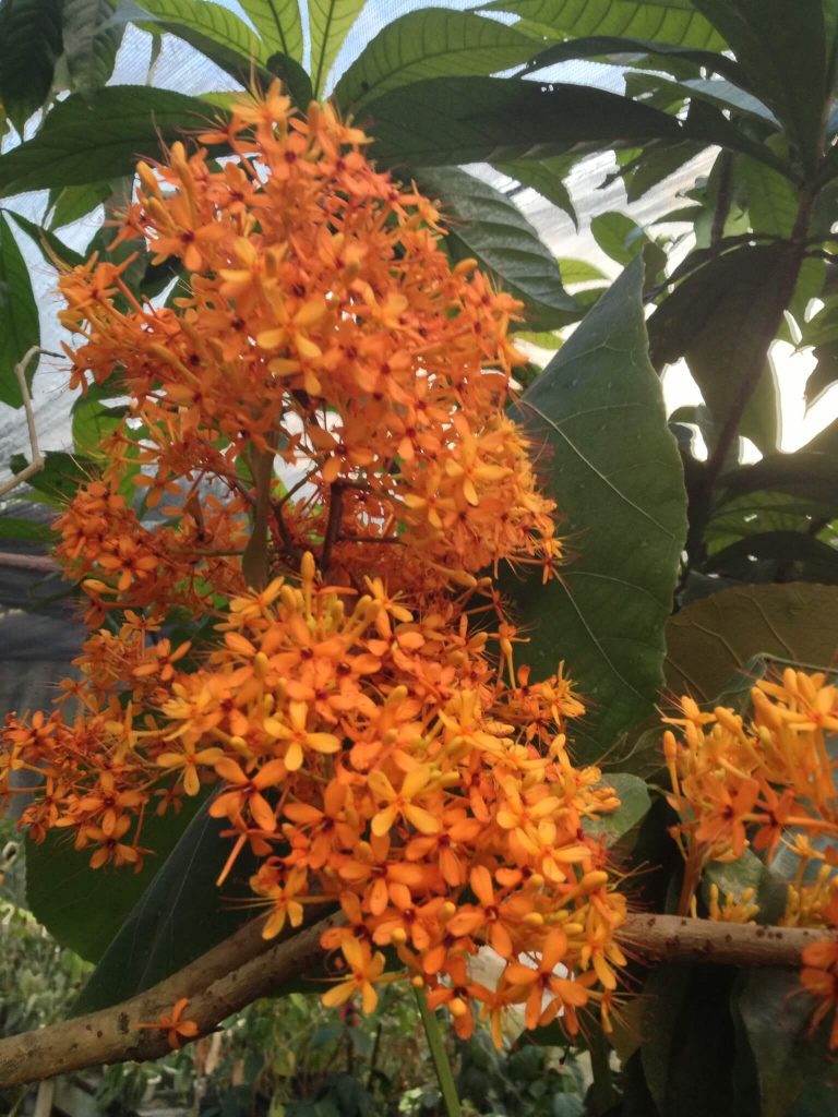 Saraca thaipingensis – Yellow Asoka Tree – Gardino Nursery