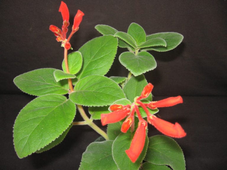 Sinningia cardinalis – Cardinal Flower (4″ pot) – Gardino Nursery