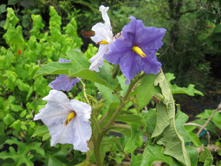 Solanum macranthum – Giant Star Potato Tree (4″ pot) – Gardino Nursery