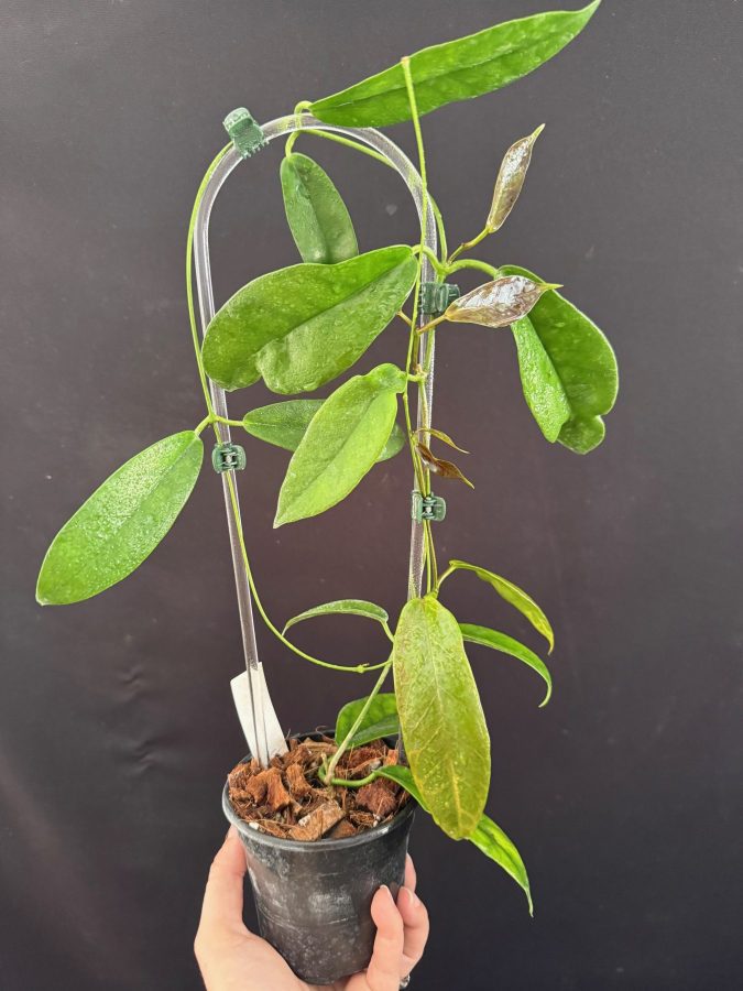 Hoya subcalva (4″ pot) – Gardino Nursery