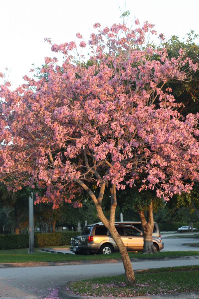 Tabebuia impetiginosa – Pink Trumpet Tree (4″ pot) (ugly duckling/going ...
