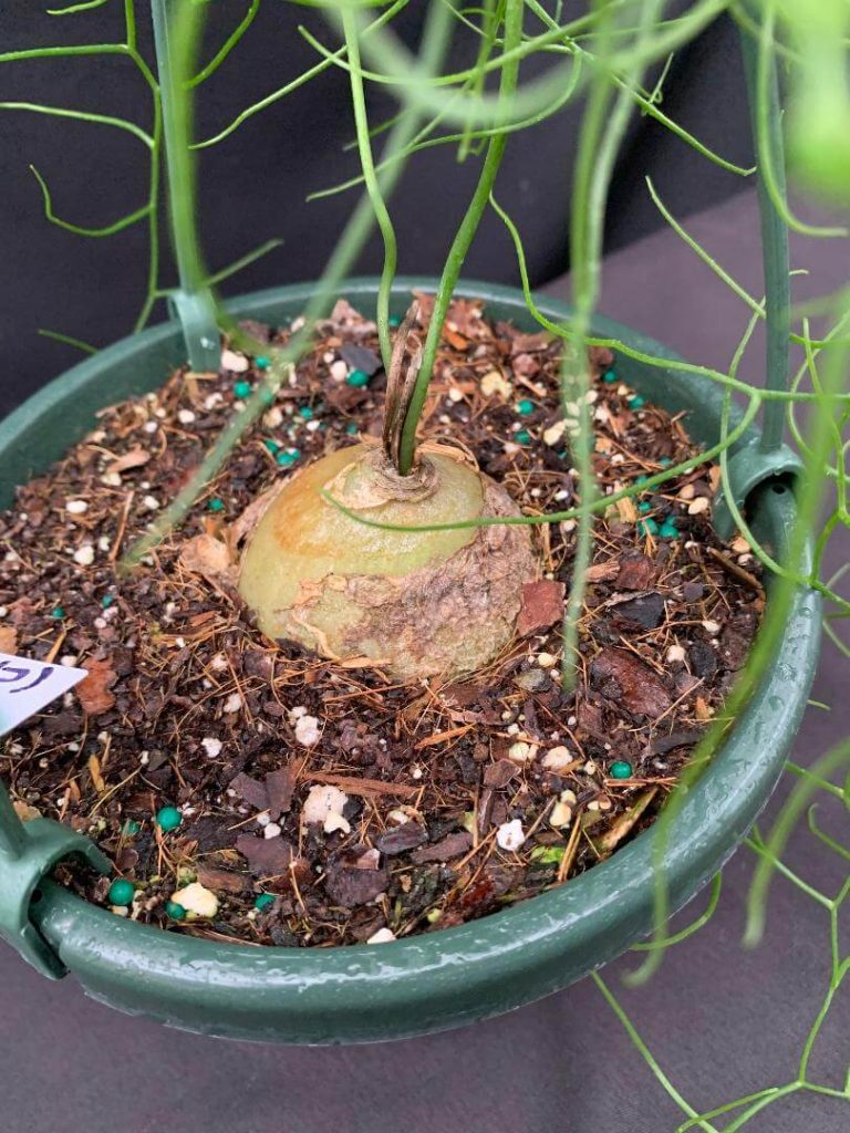 Bowiea volubilis – Climbing Onion (4″ pot) – Gardino Nursery