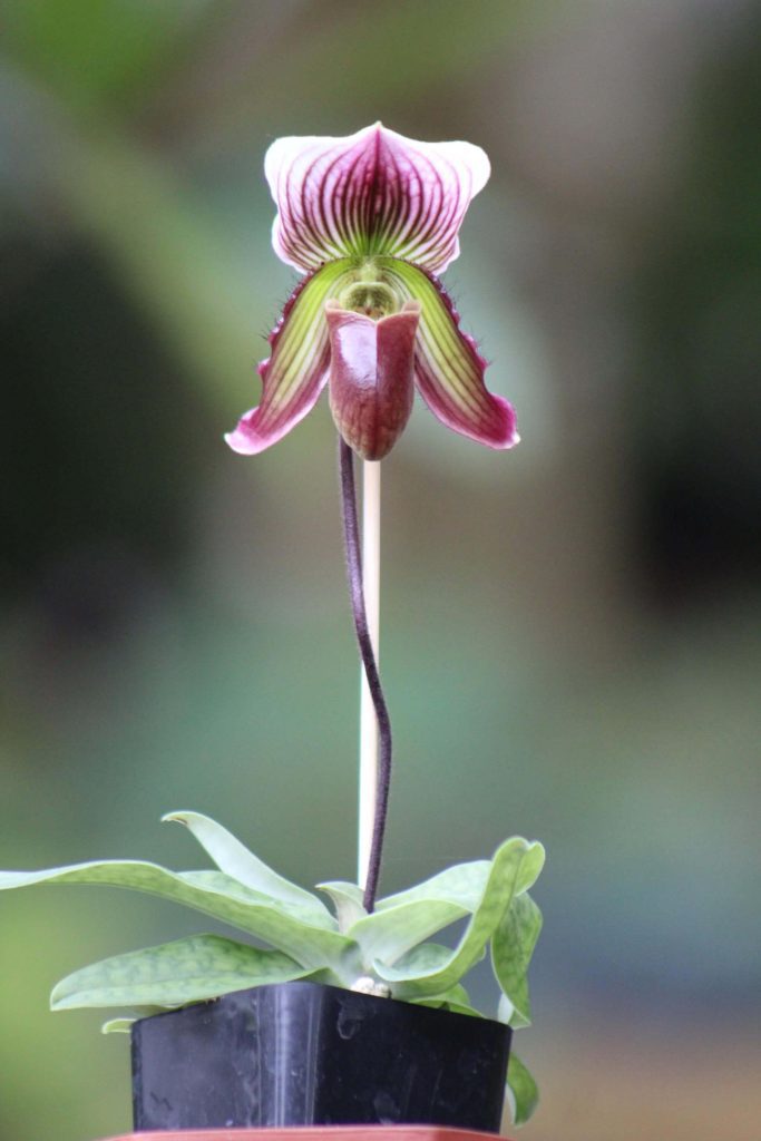Paphiopedilum Vexillarium (barbatum v. nigritum x fairrieanum) (2″ pot ...
